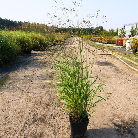Proso rózgowate ozdobne | Sadowniczy.pl