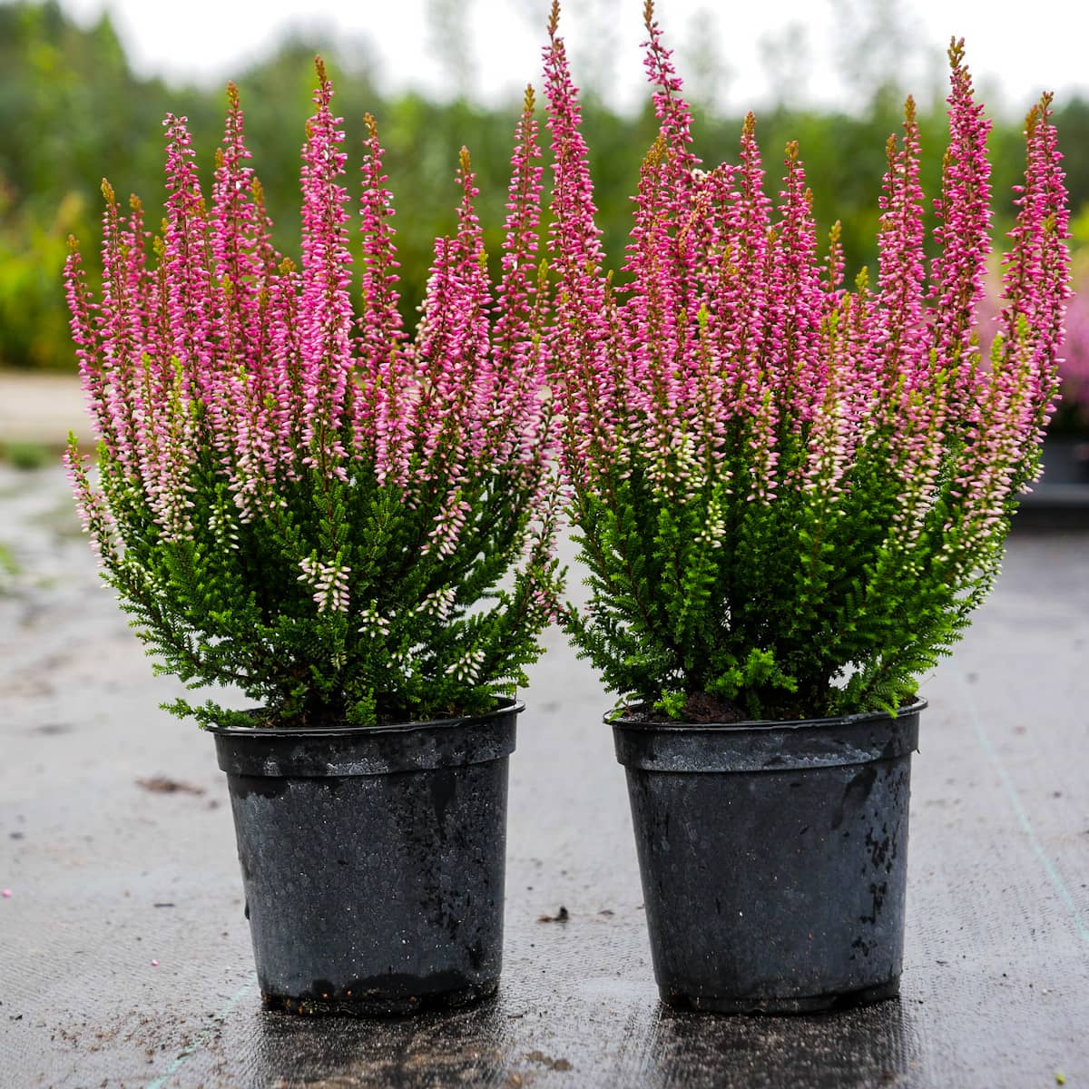 Wrzos pospolity Saskia| Sadowniczy.pl