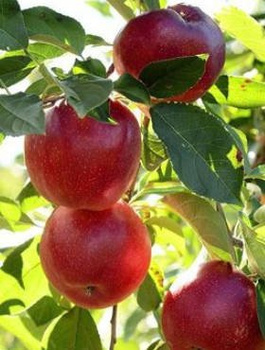 Jabłoń Early Genewa - Wczesna Odmiana Owocowa