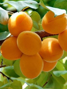 Morela Early Orange - Drzewko z Aromatycznymi Owocami