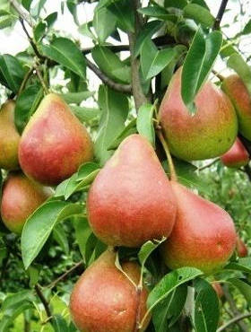 Grusze - sadzonki gruszy | Sadowniczy.pl