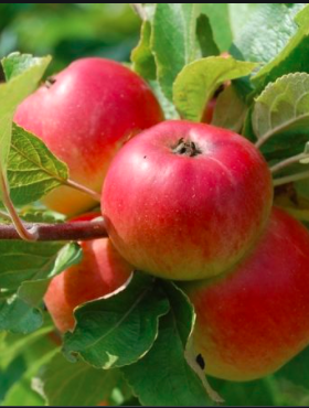 Sadzonki drzew owocowych | Sadowniczy.pl #6