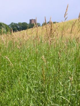 Mozga | Sadowniczy.pl