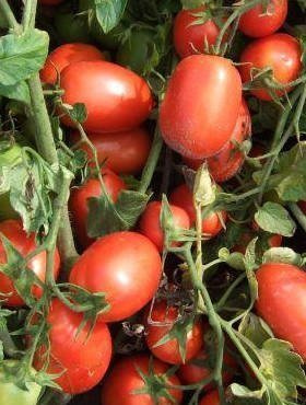 Nasiona Pomidorów karłowych | Sadowniczy.pl