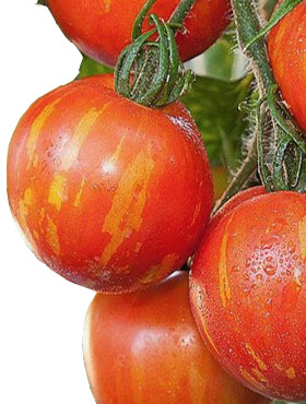 Nasiona Pomidorów wysokich | Sadowniczy.pl