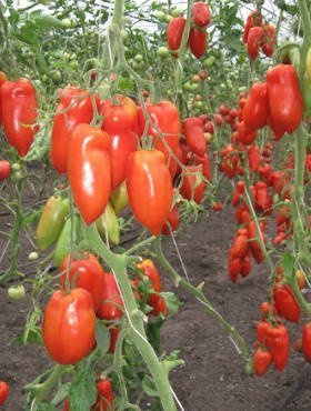 Nasiona Pomidorów pod osłony | Sadowniczy.pl