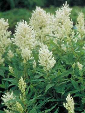 Rdesty | Sadowniczy.pl