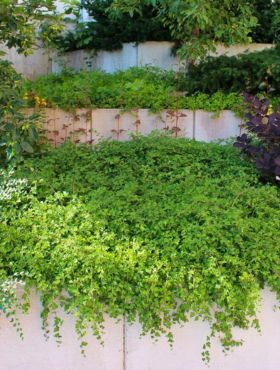 Krzewy zadarniające okrywowe | Sadowniczy.pl #2