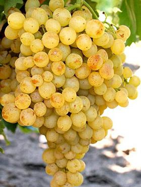 Pnącza | Sadowniczy.pl #3