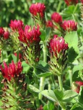 Koniczyna inkarnatka, krwistoczerwona cena za 1 kg| Sadowniczy.pl