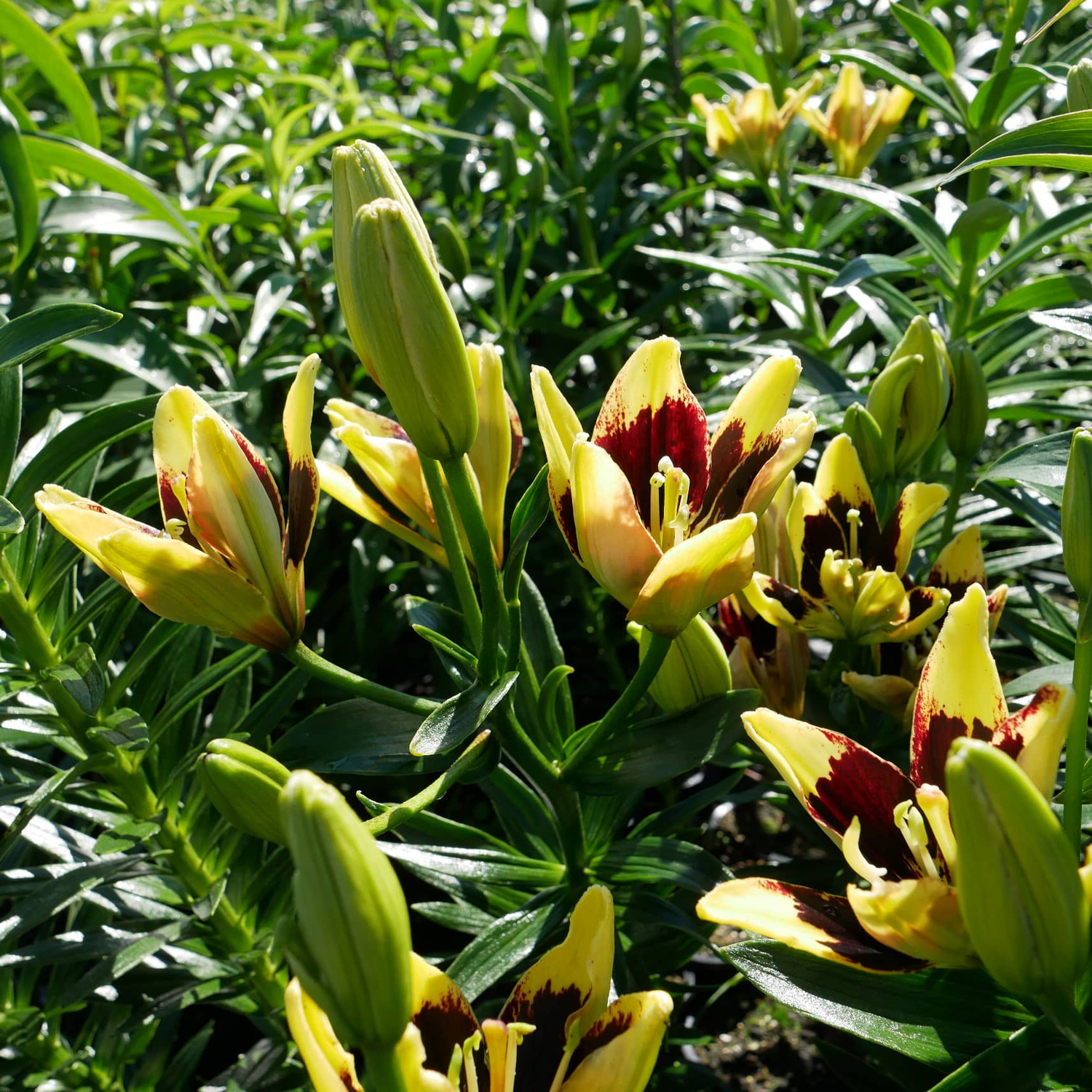 Lilia MIX kolorów i odmian| Sadowniczy.pl