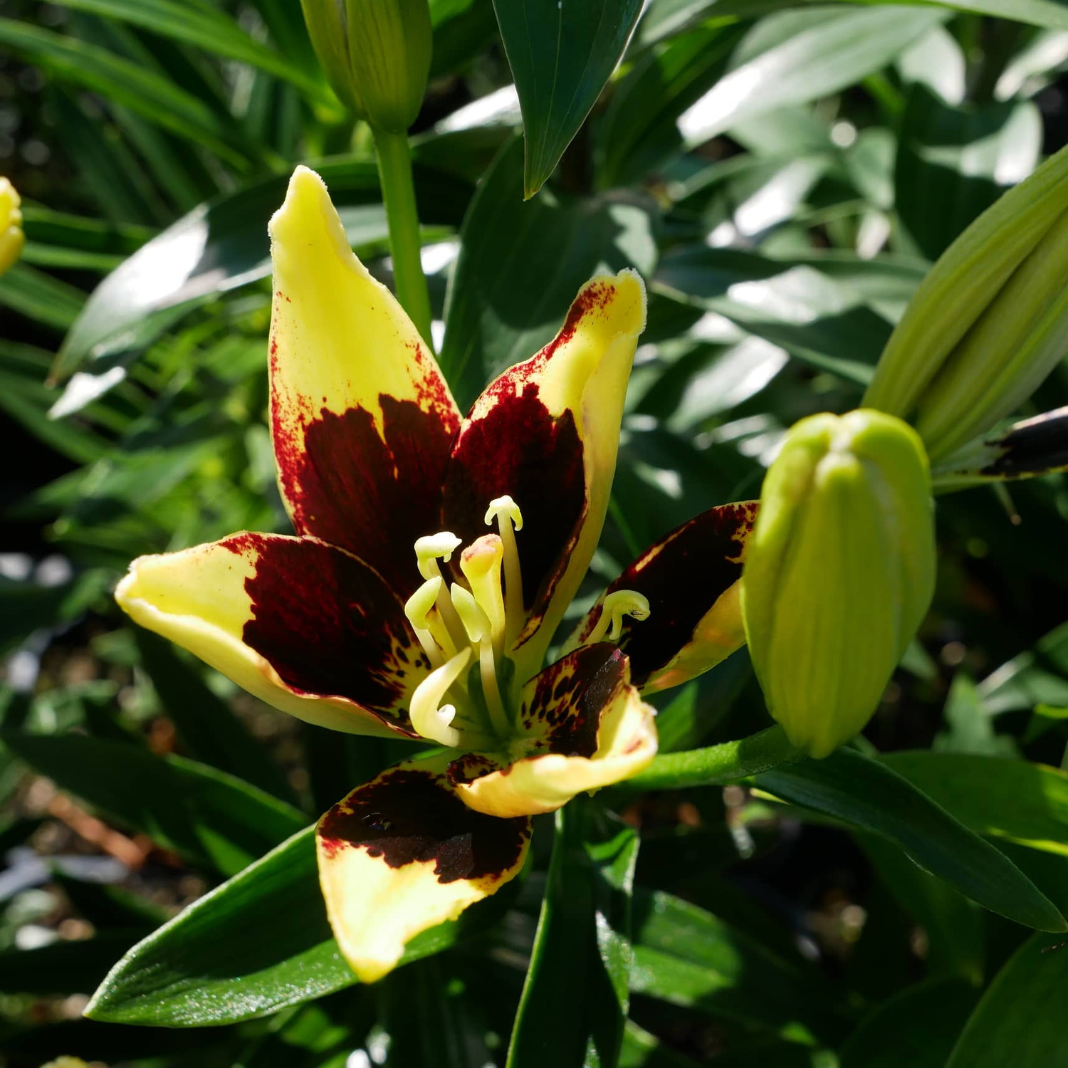 Lilia MIX kolorów i odmian| Sadowniczy.pl