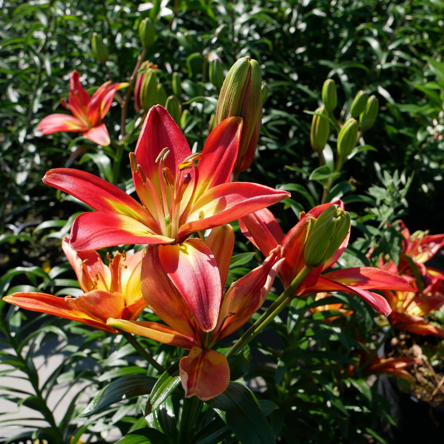 Lilia MIX kolorów i odmian| Sadowniczy.pl