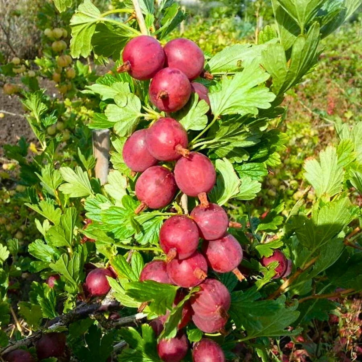 Agrest czerwony Krasnosłowiański Plant Pack| Sadowniczy.pl