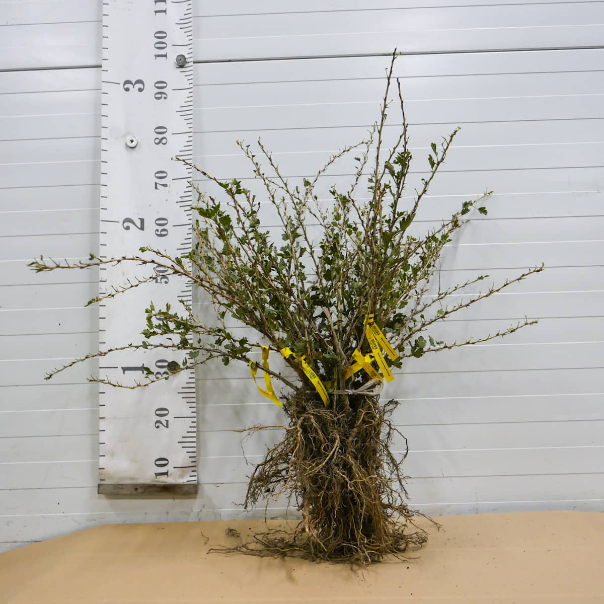 Agrest czerwony Revena Plant Pack| Sadowniczy.pl