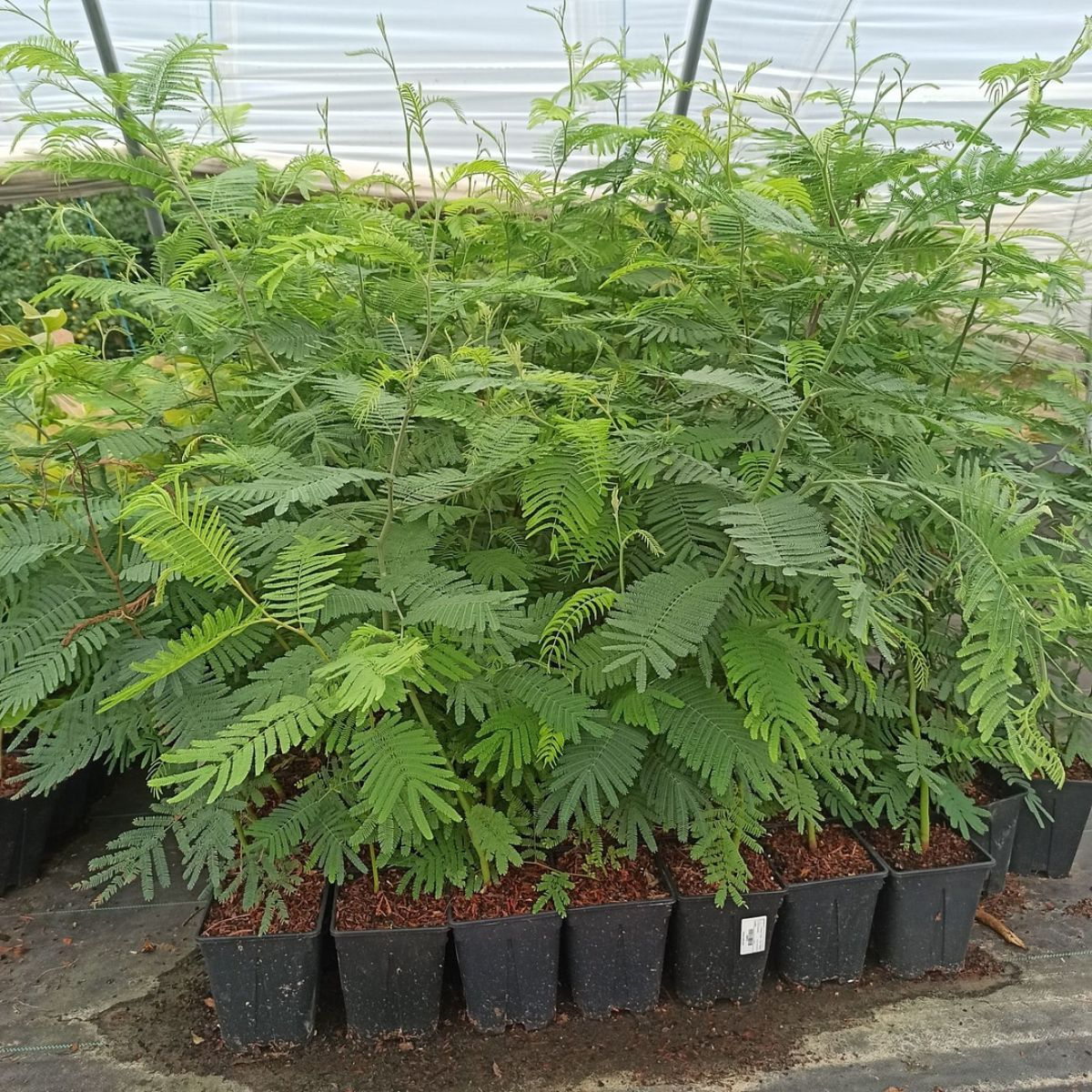 Akacja srebrzysta (C2)| Sadowniczy.pl