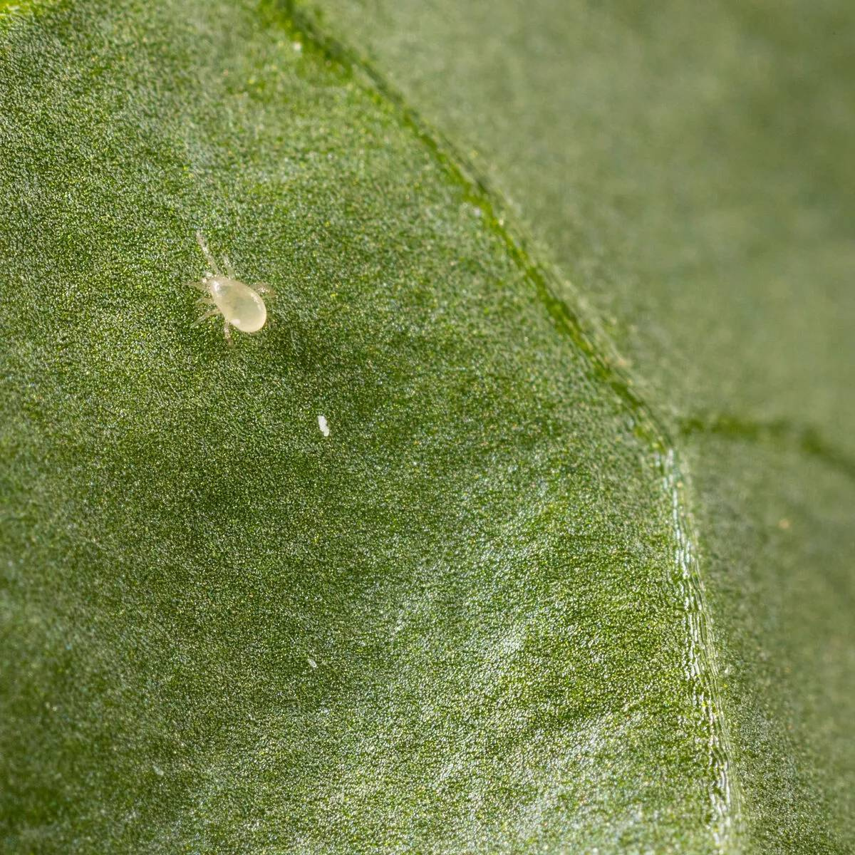 Swirski-Mite Drapieżny roztocz Plus 100 saszetek Wysyłka Gratis