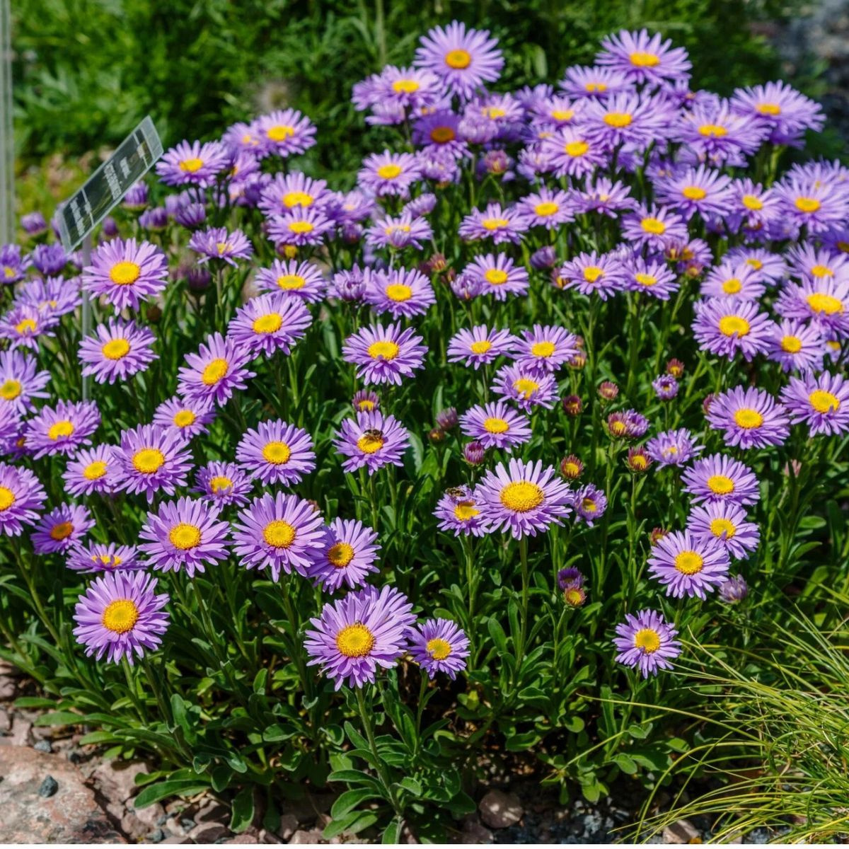 Aster Alpejski Błękitny (C2)| Sadowniczy.pl