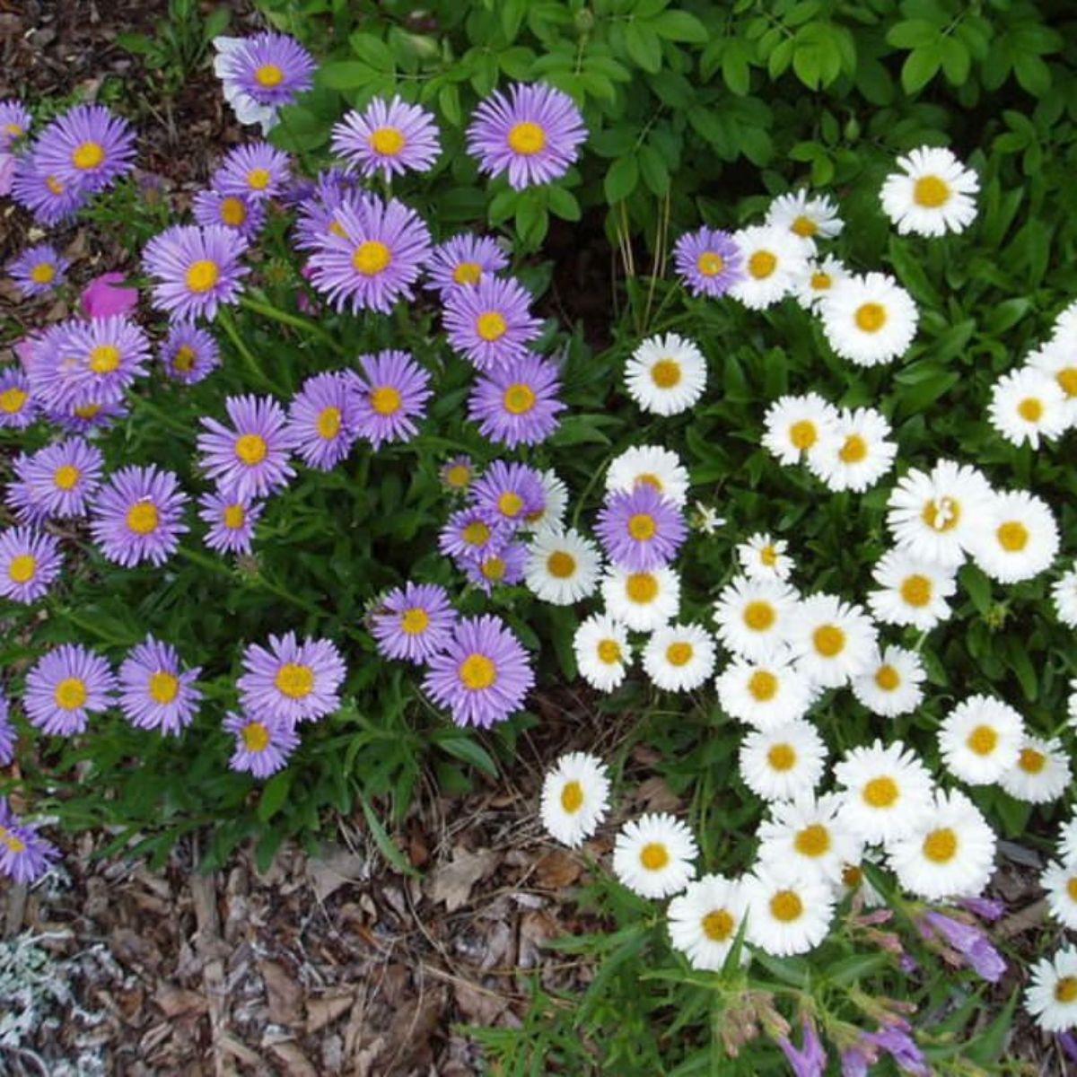 Aster alpejski White (C2)| Sadowniczy.pl