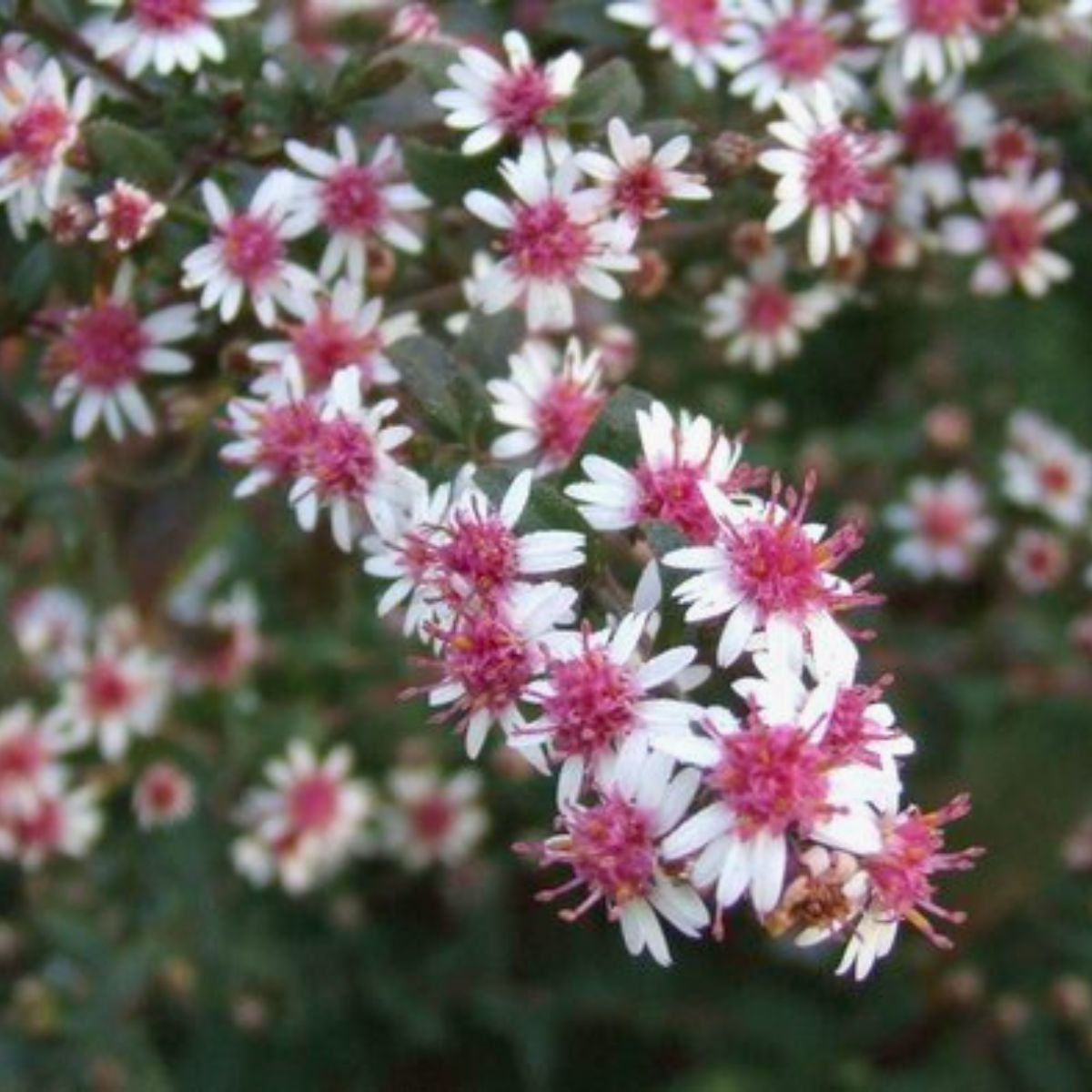 Aster bocznolistny Prince (C2)| Sadowniczy.pl