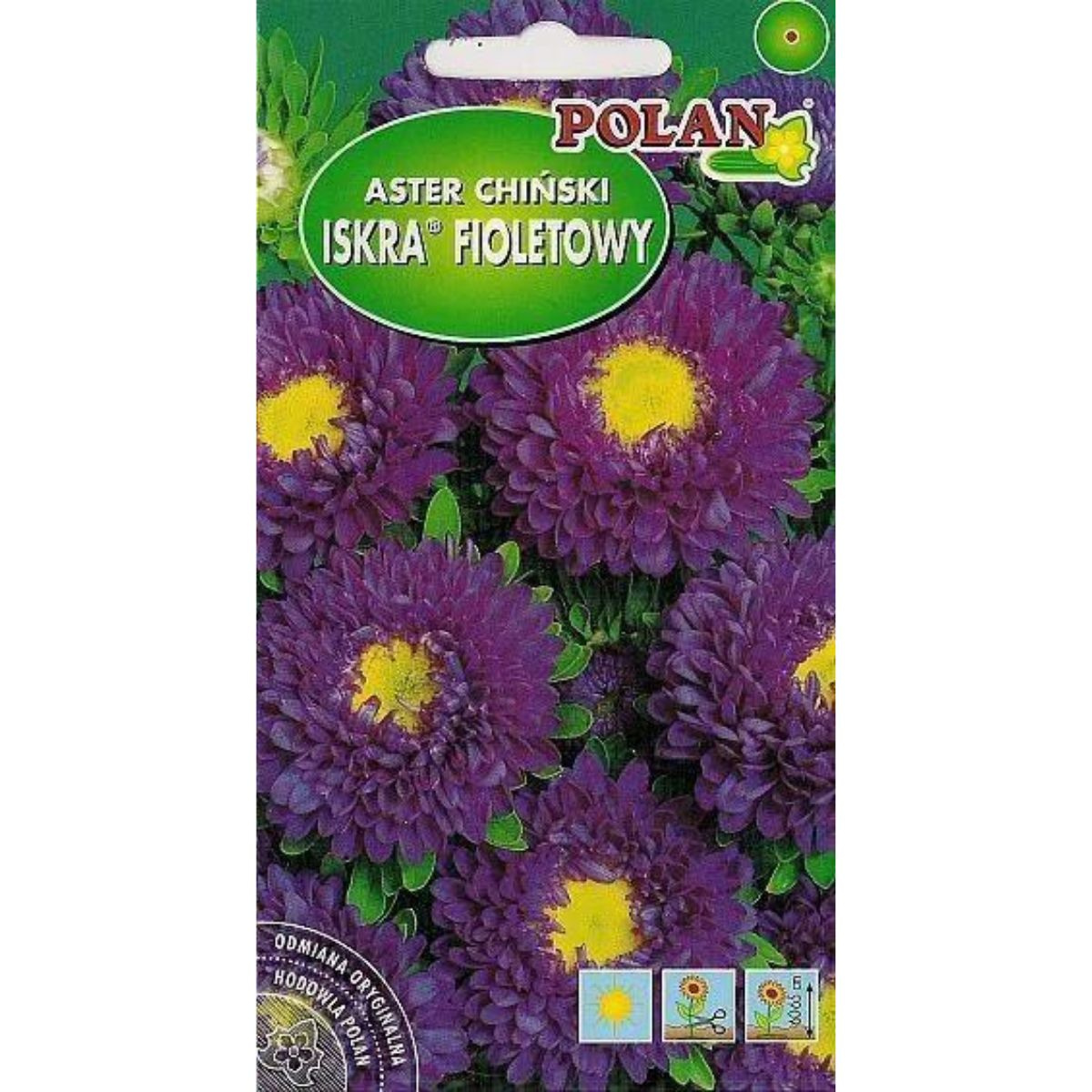 Aster półpełny Iskra fioletowa 1g| Sadowniczy.pl