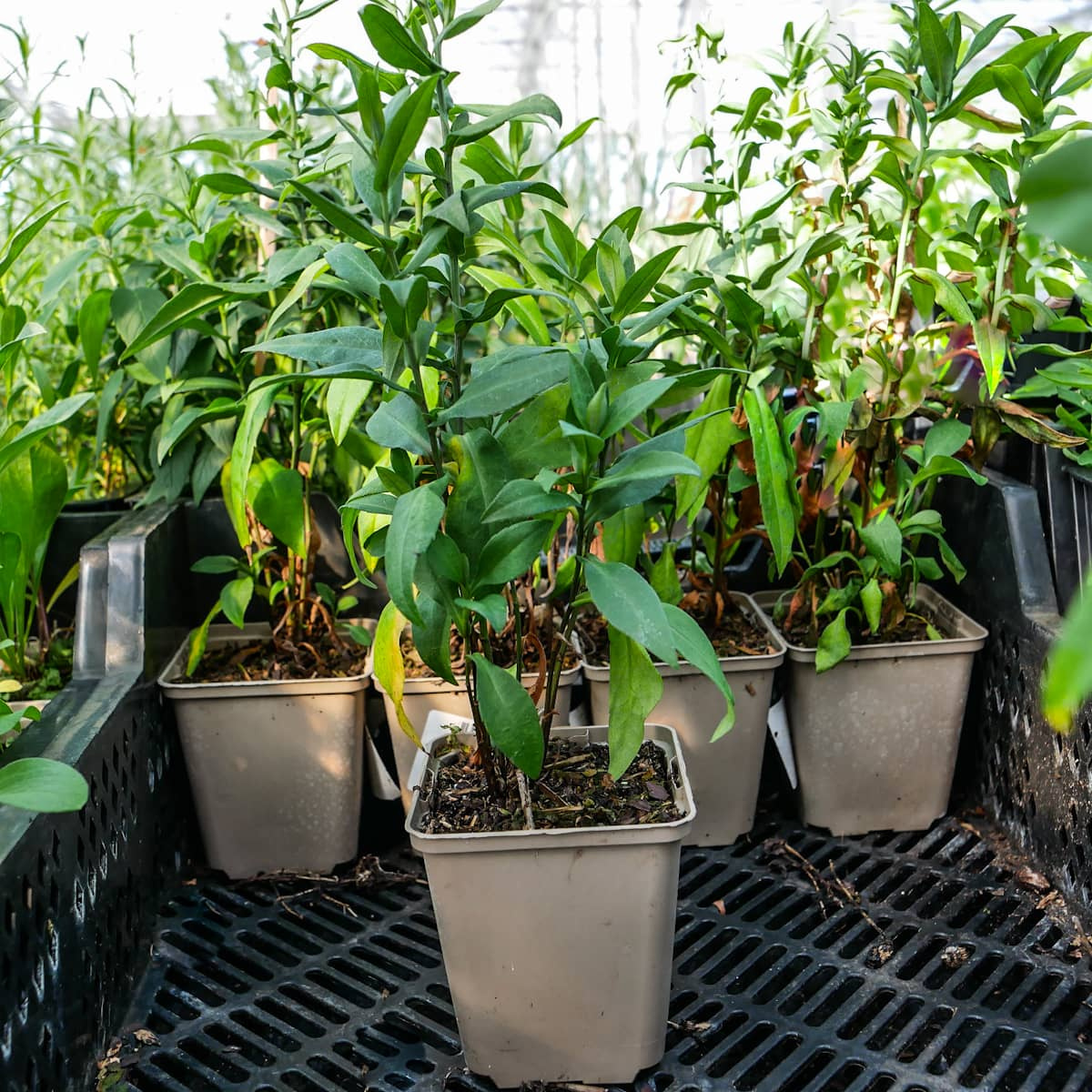 Aster wielkolistny Twilight (P9)| Sadowniczy.pl