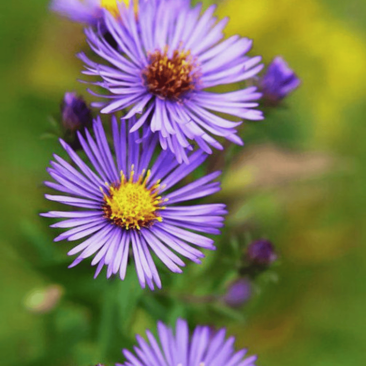 Aster wielkolistny Twilight (P9)| Sadowniczy.pl