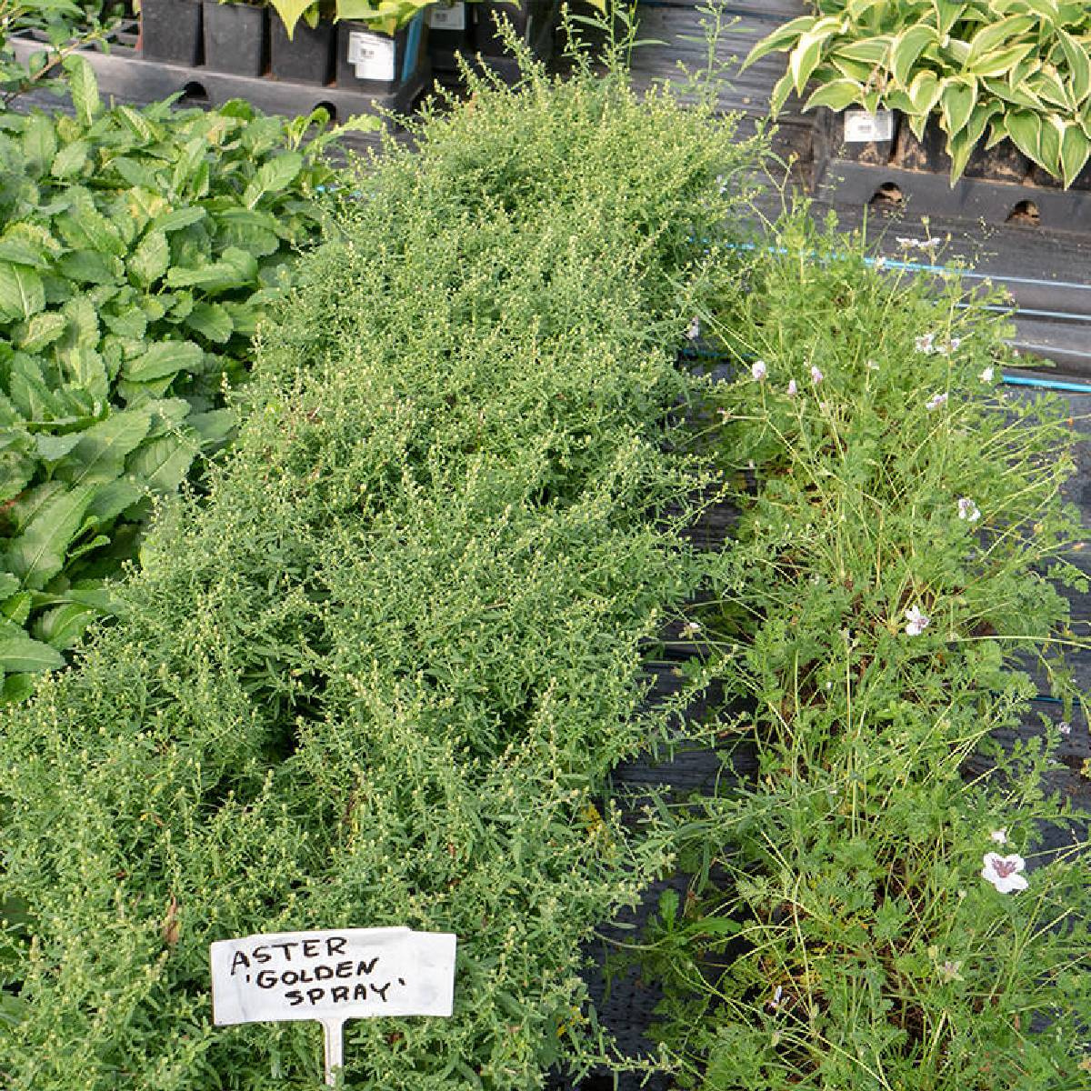 Aster wrzosolistny Golden Spray biały | Sadowniczy.pl