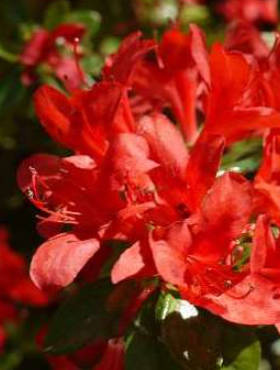 Azalia japońska Addy Wery| Sadowniczy.pl