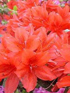 Azalia japońska Addy Wery| Sadowniczy.pl