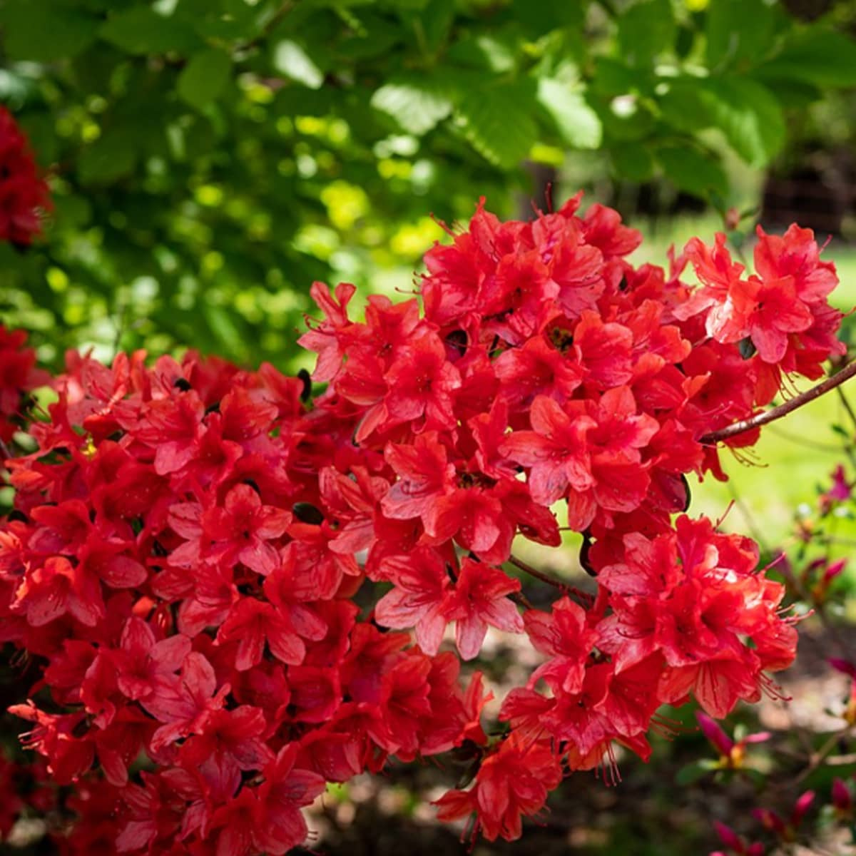 Azalia japońska Addy Wery| Sadowniczy.pl