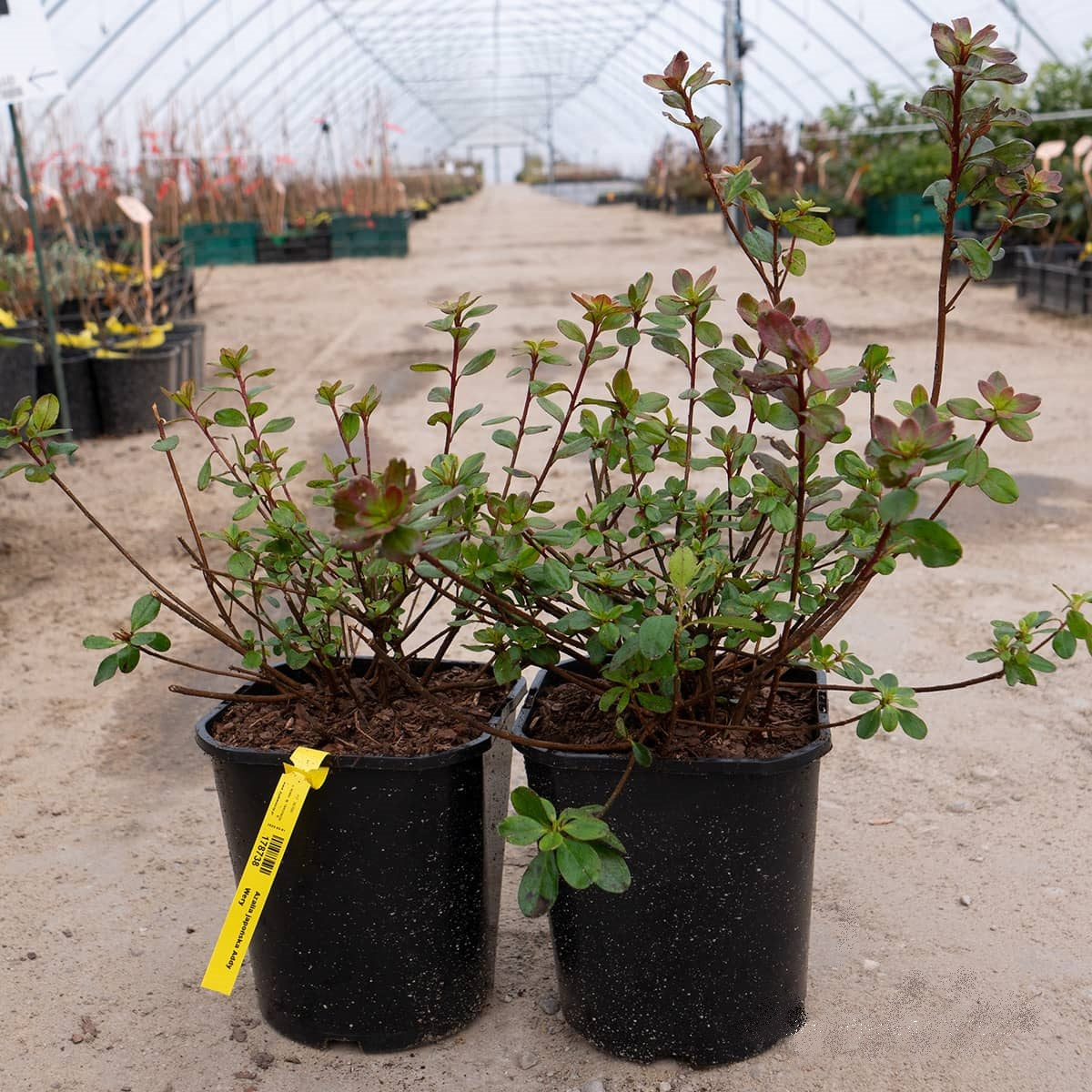 Azalia japońska Addy Wery| Sadowniczy.pl