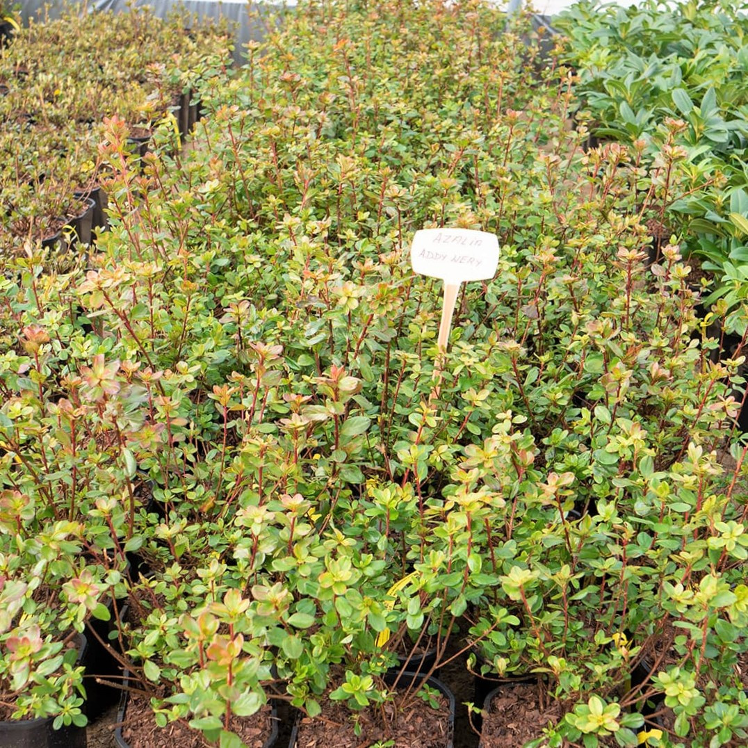 Azalia japońska Addy Wery| Sadowniczy.pl