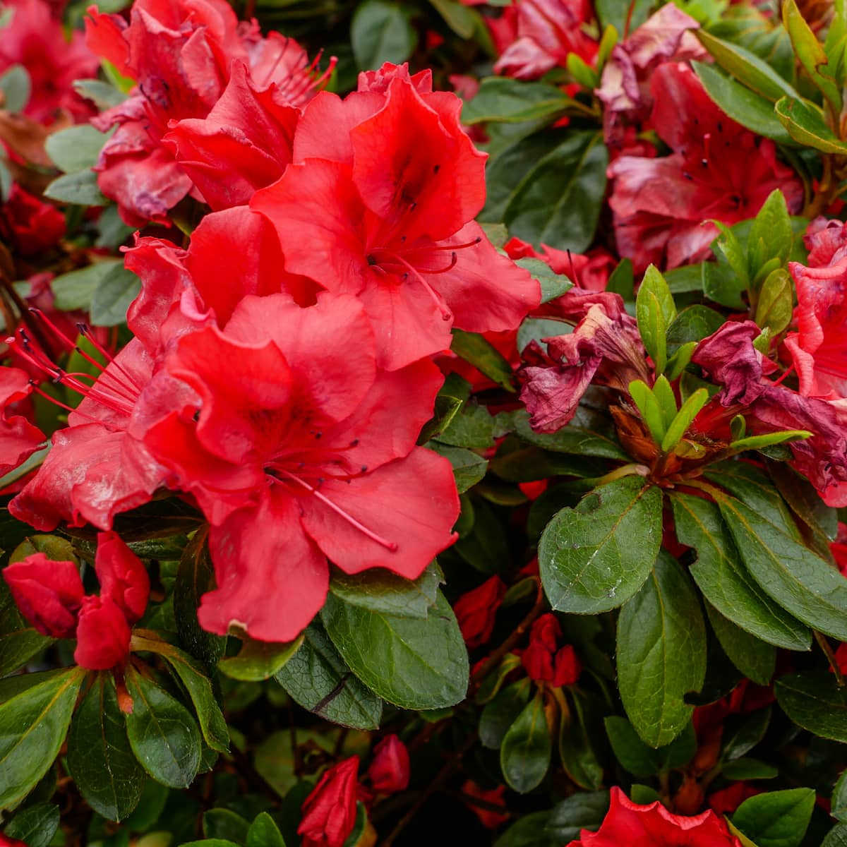 Azalia japońska Ageeth| Sadowniczy.pl