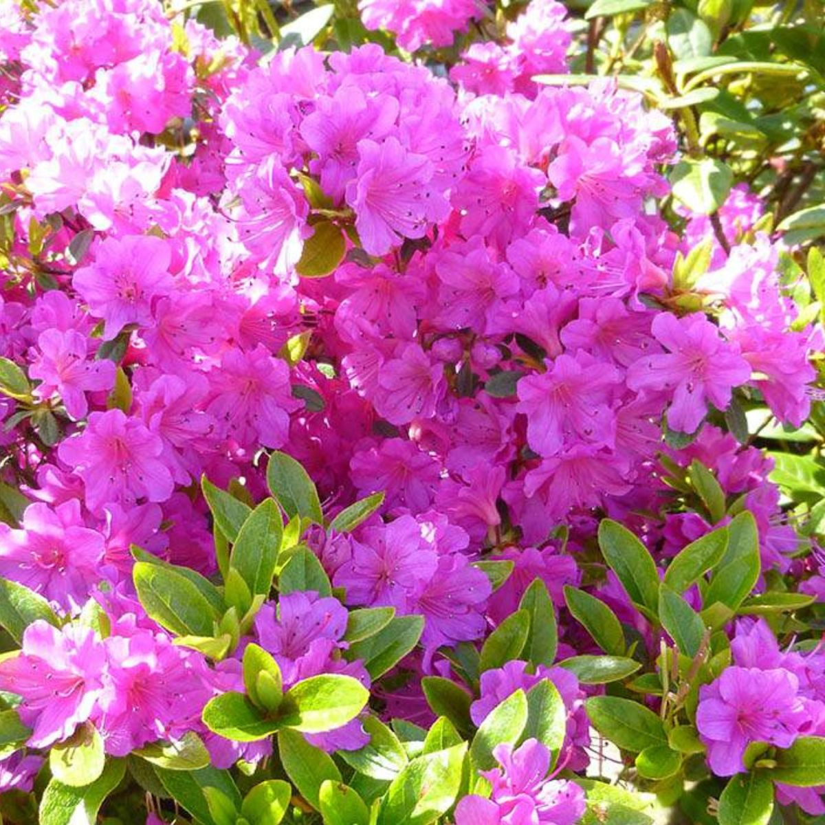 Azalia japońska Blue Danube| Sadowniczy.pl