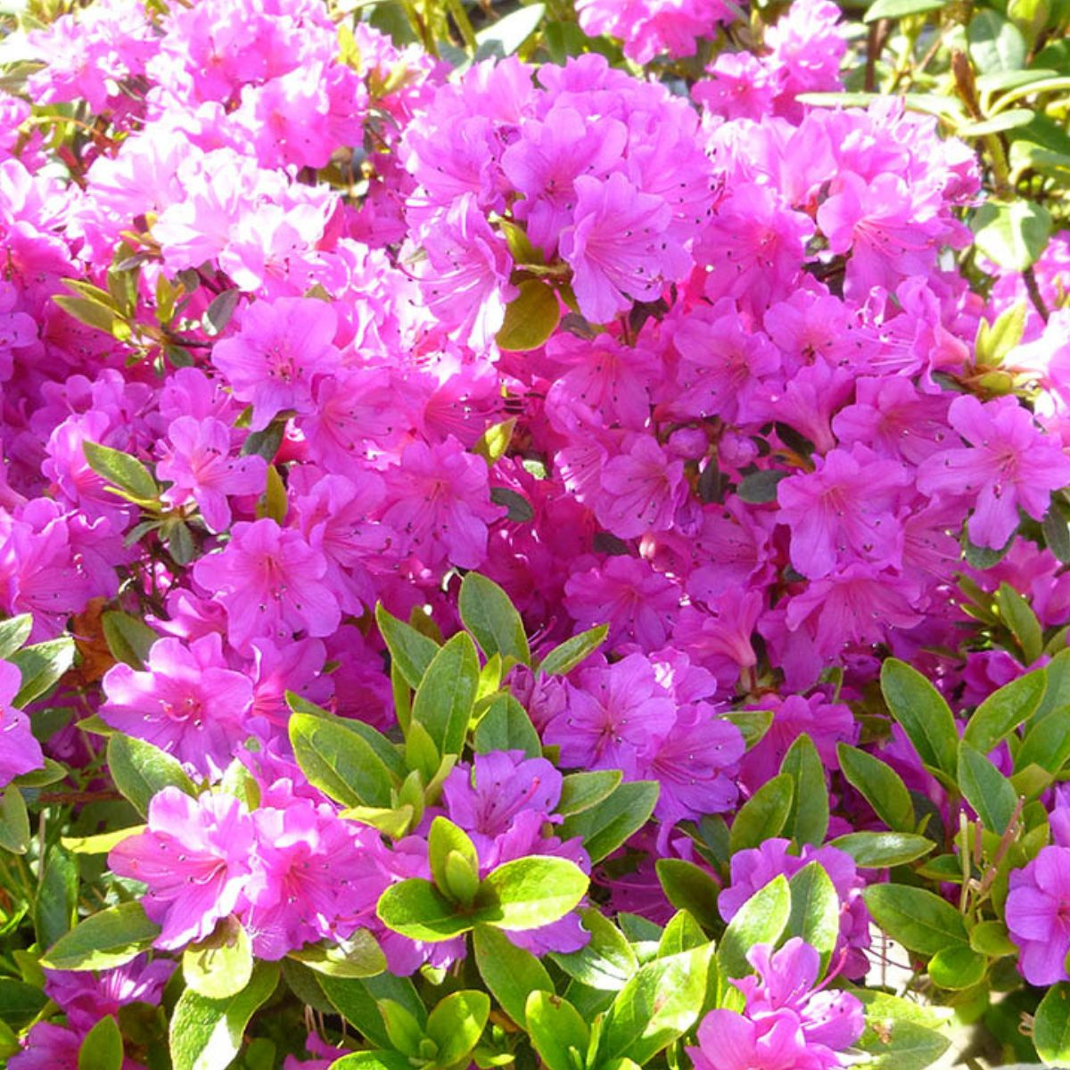 Azalia japońska Fumiko| Sadowniczy.pl