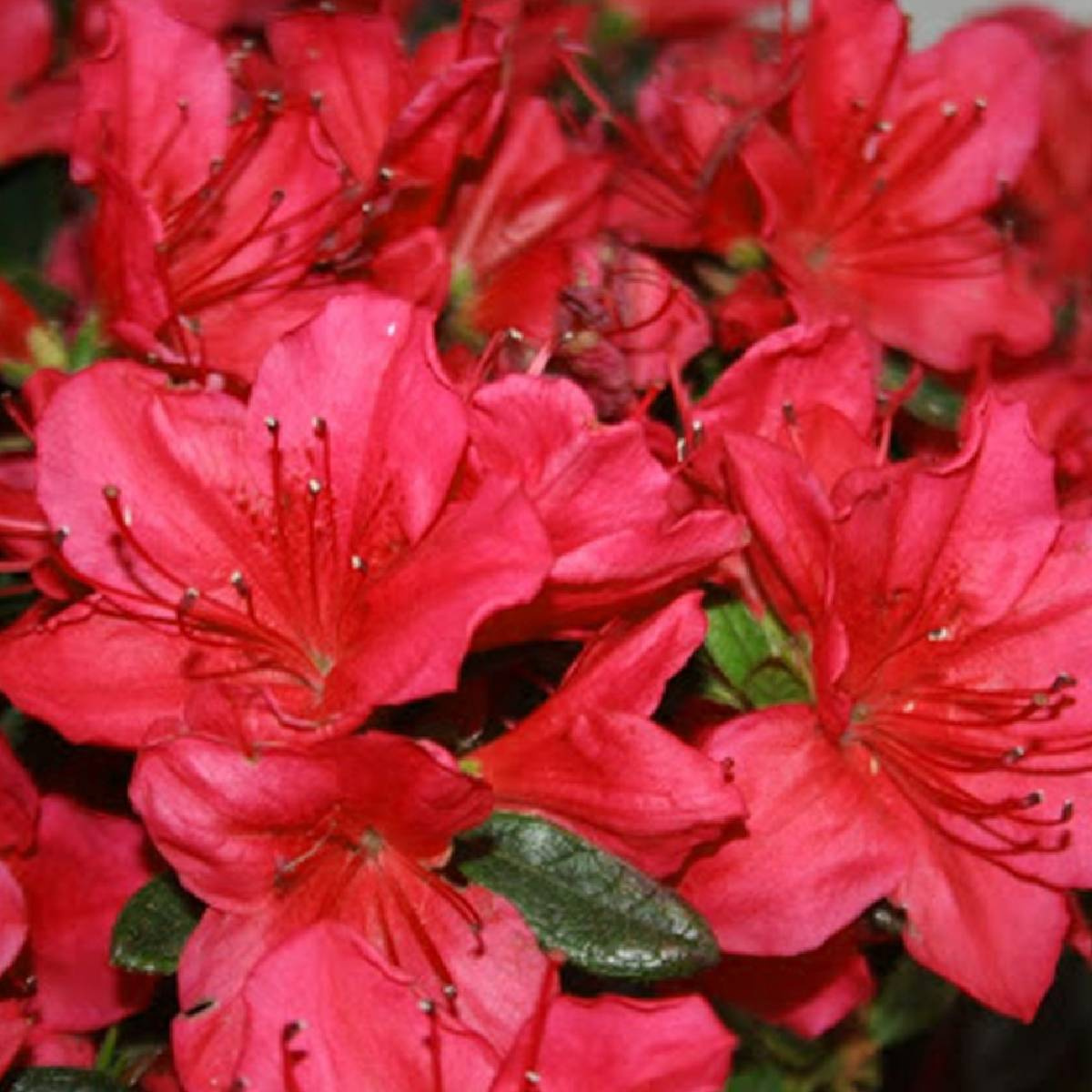 Azalia japońska Hot Shot Variegata| Sadowniczy.pl