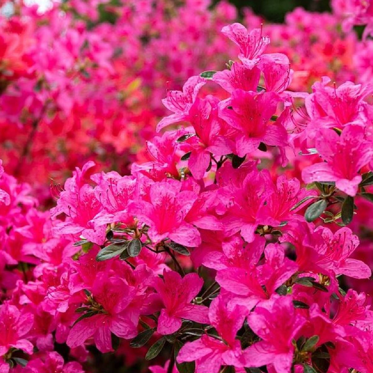 Azalia japońska Isabel| Sadowniczy.pl