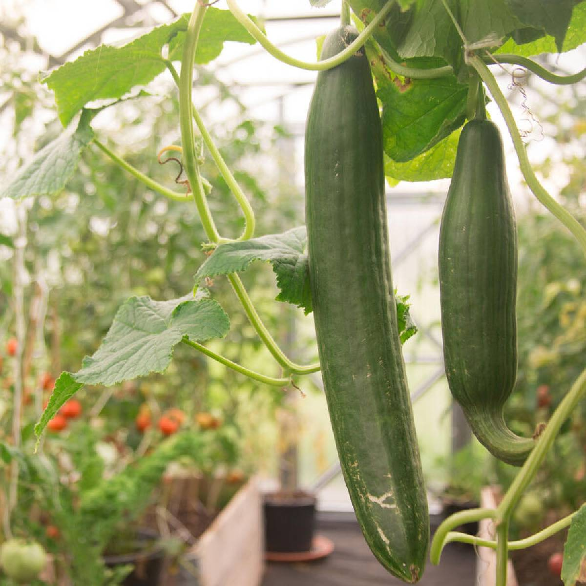 BIO Ogórek Marketmore 2g| Sadowniczy.pl