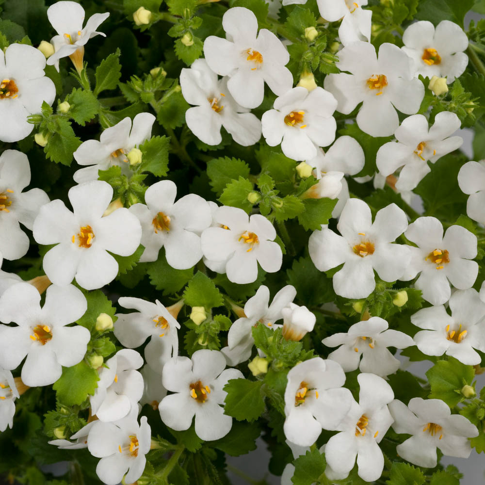 Bakopa Bacopa biała zwisająca Sutera Sadzonka | Sadowniczy.pl