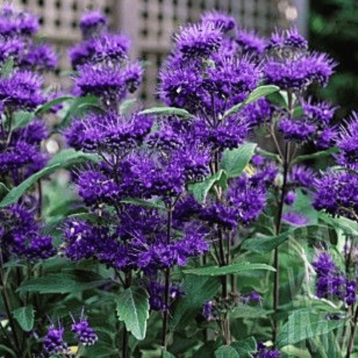 Barbula klandońska Grand Bleu (C2)| Sadowniczy.pl