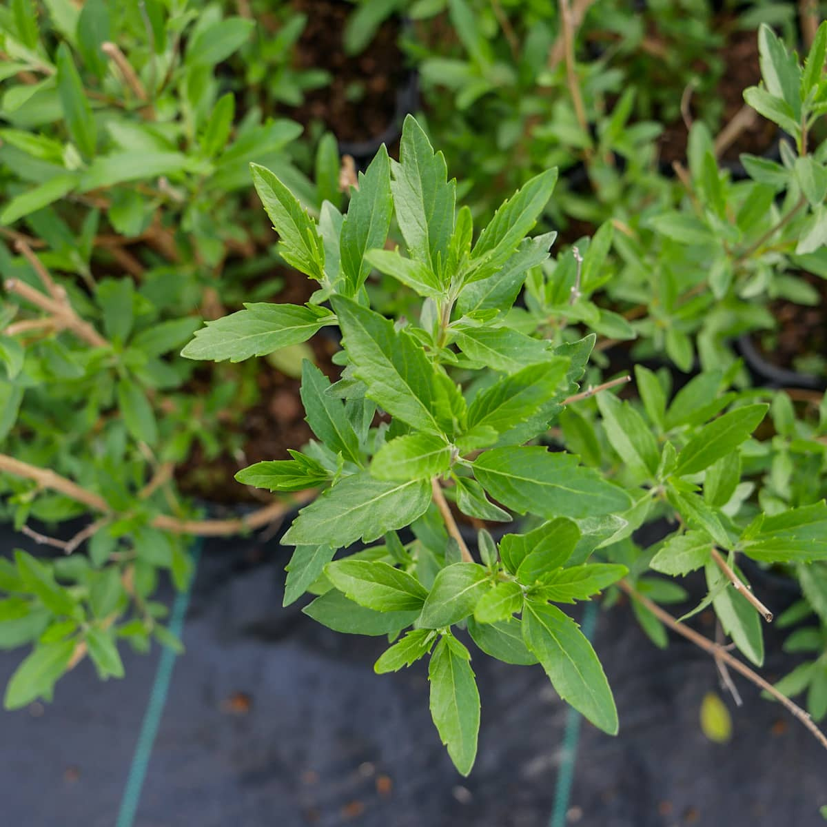 Barbula klandońska Heavenly Blue (P9)| Sadowniczy.pl