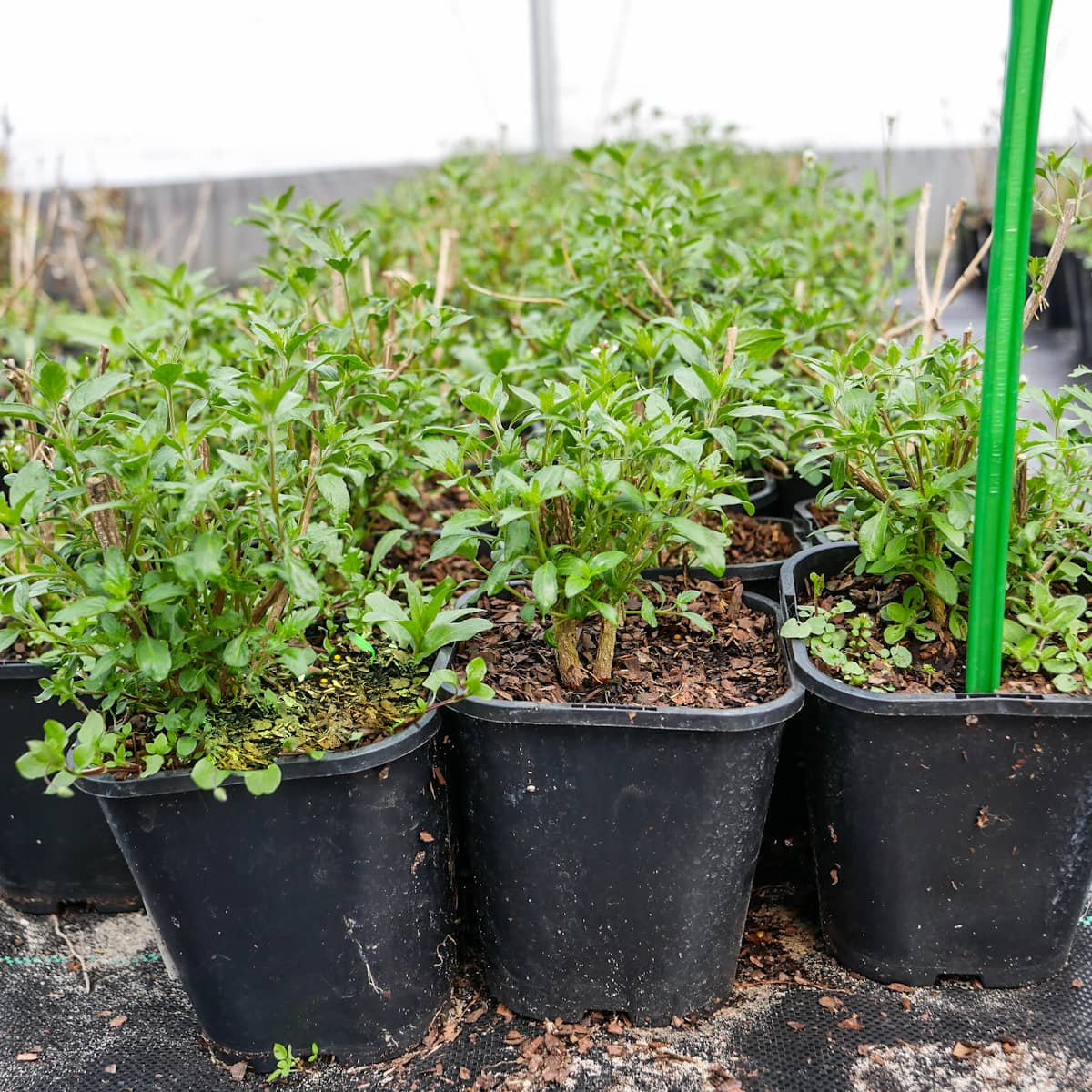 Barbula szara (C2)| Sadowniczy.pl