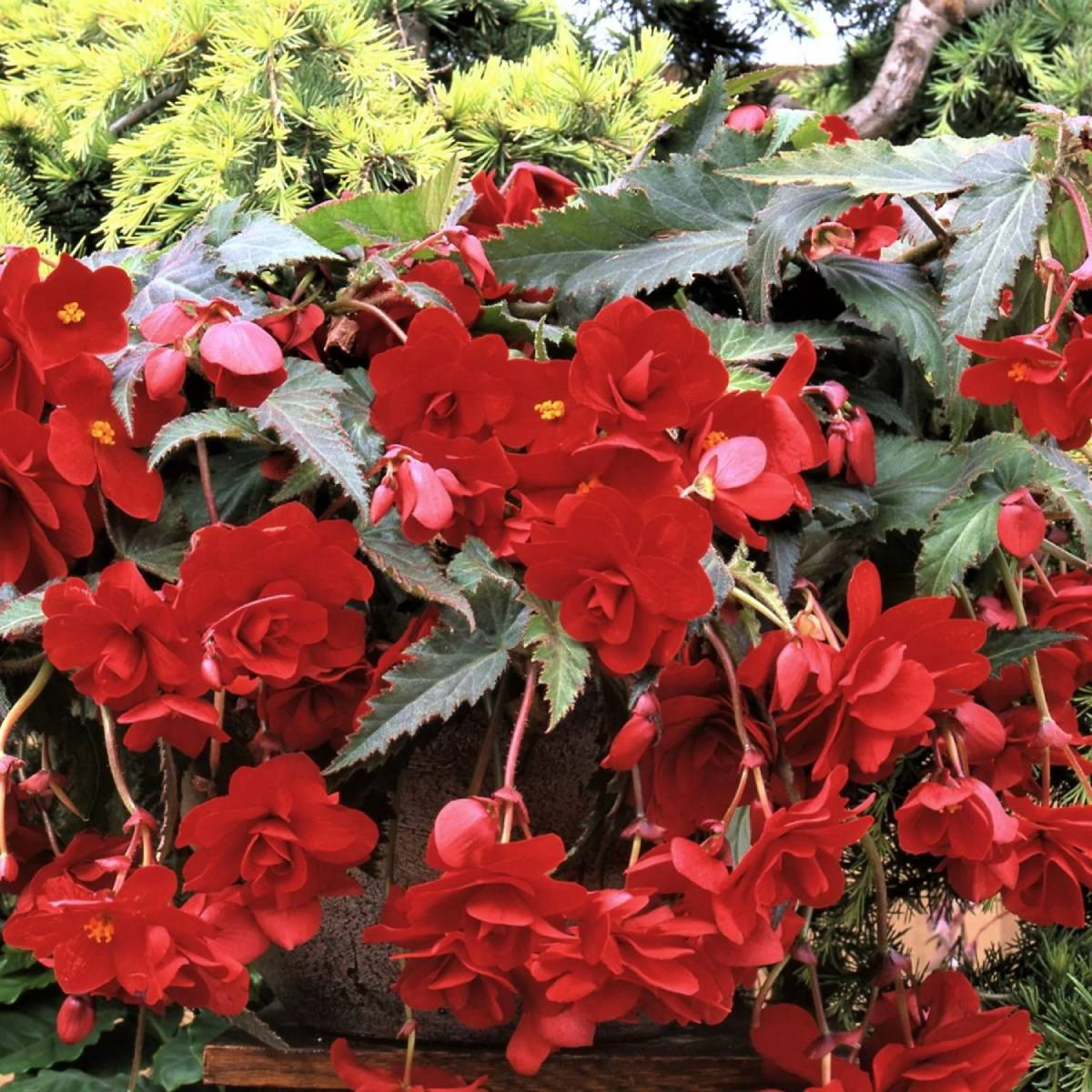 Begonia zwisająca odorata Red Glory pełna pachnąca - olbrzymi wybór