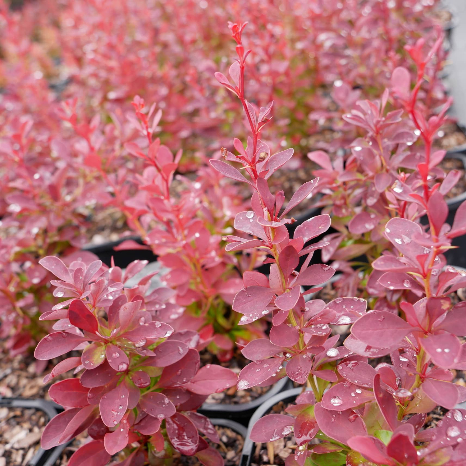 Berberys Thunberga Red Compact (C2)| Sadowniczy.pl