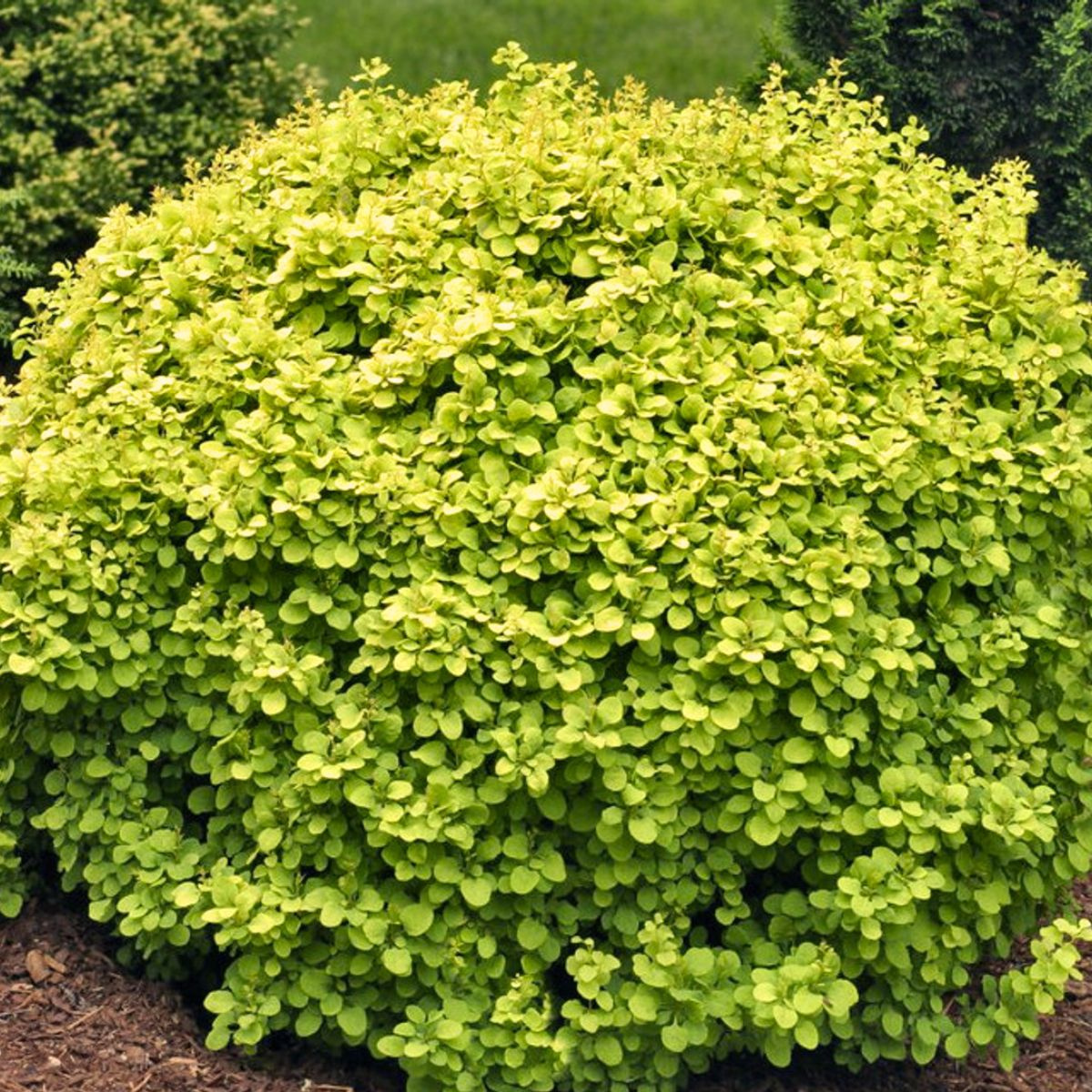 Berberys thunberga Golden Devine| Sadowniczy.pl