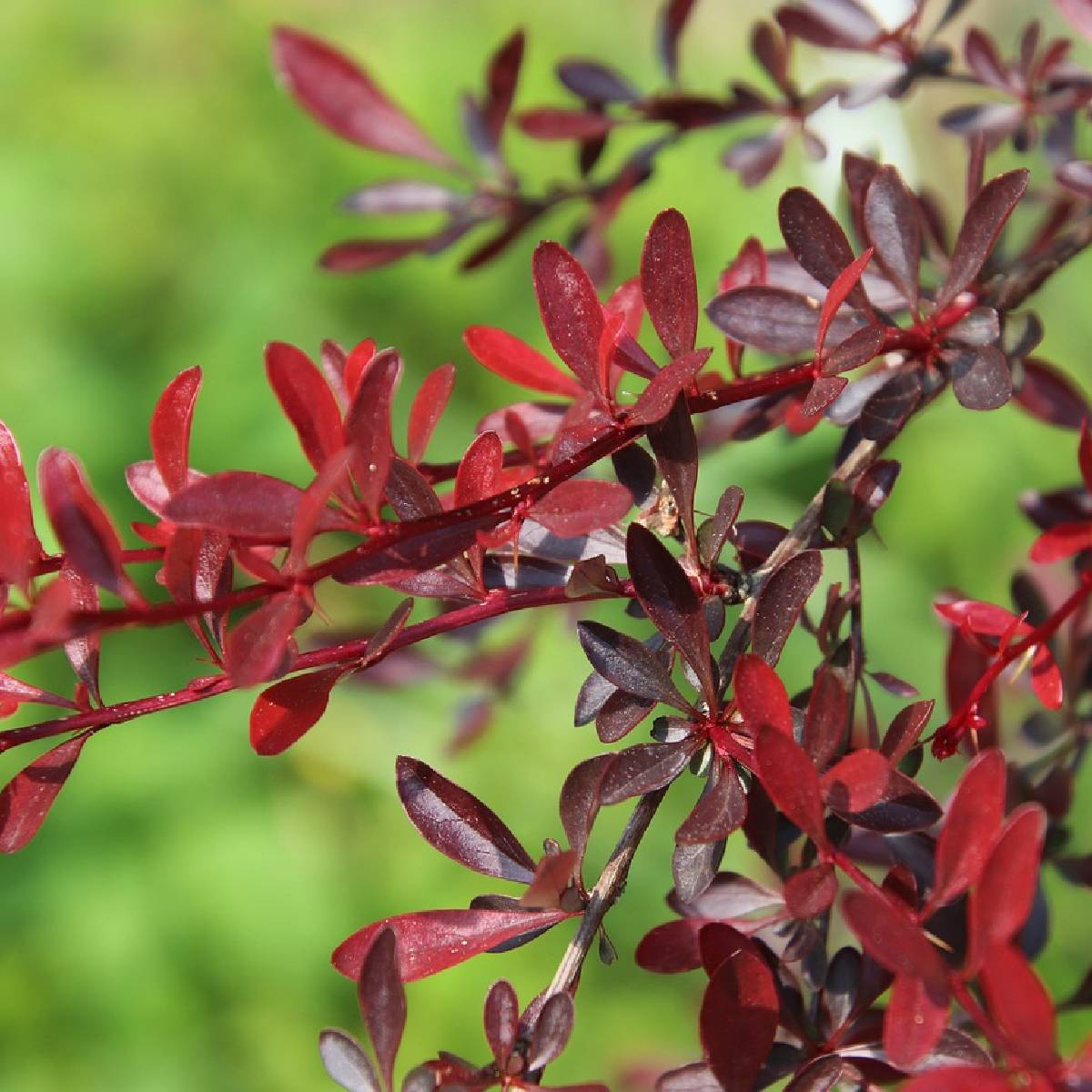 Berberys thunberga Lutin Rouge (C2)| Sadowniczy.pl