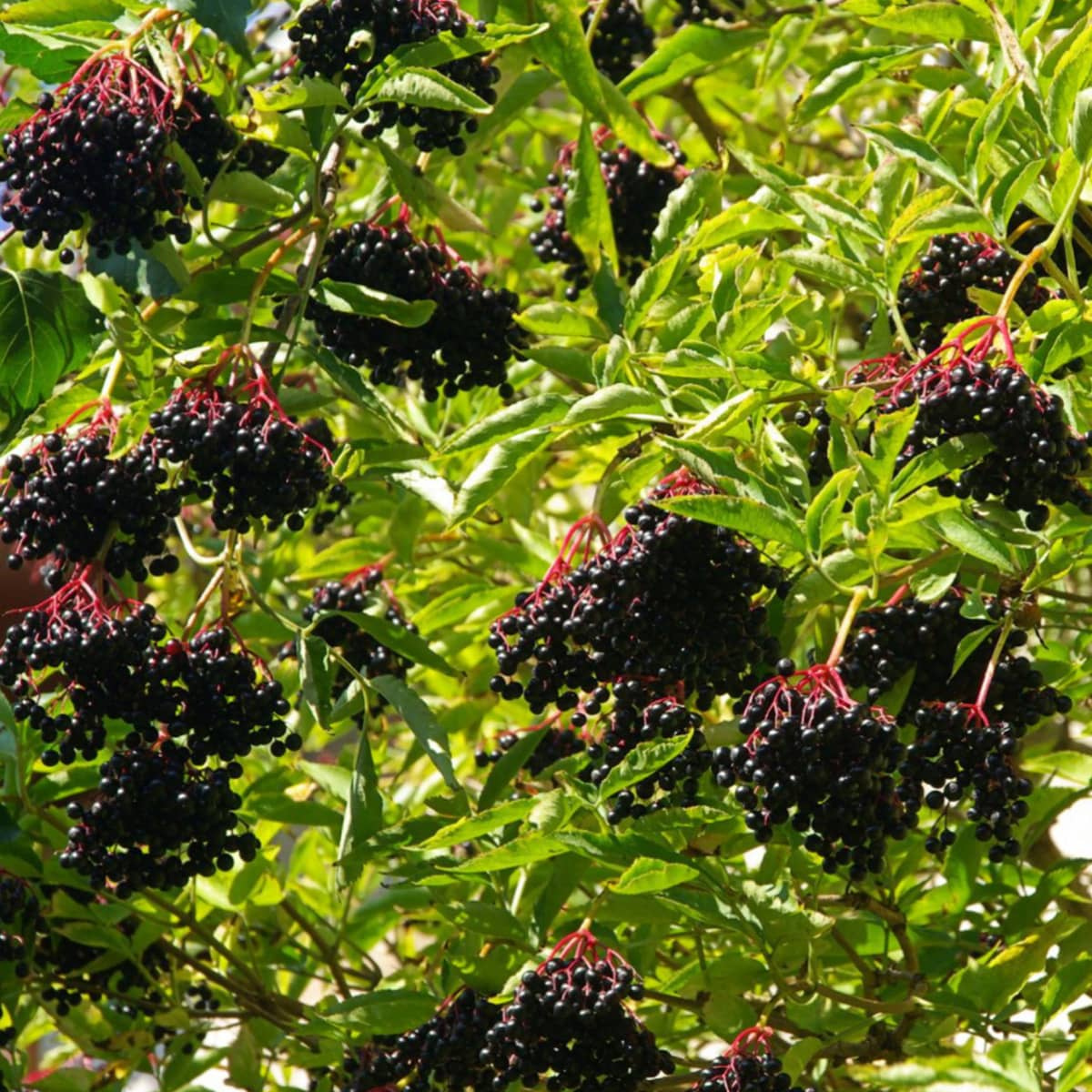 Bez czarny Bez dziki Bzowina czarna Samyl| Sadowniczy.pl