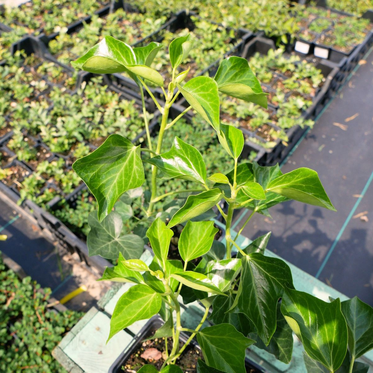 Bluszcz pospolity Arborescens (P9)| Sadowniczy.pl