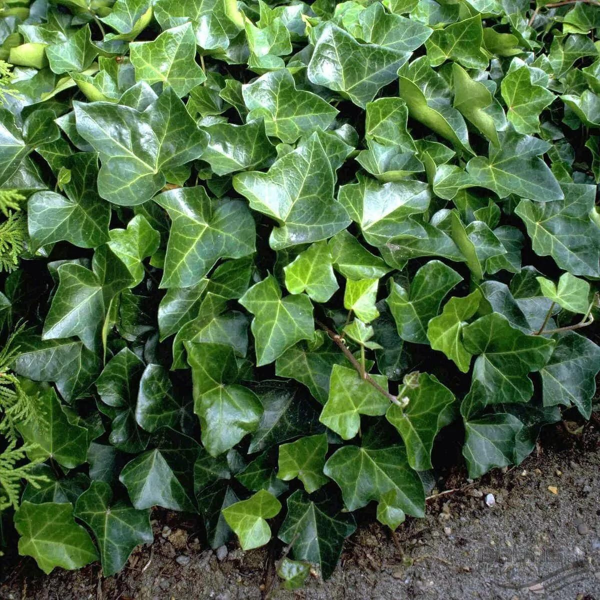 Bluszcz pospolity (C2)| Sadowniczy.pl